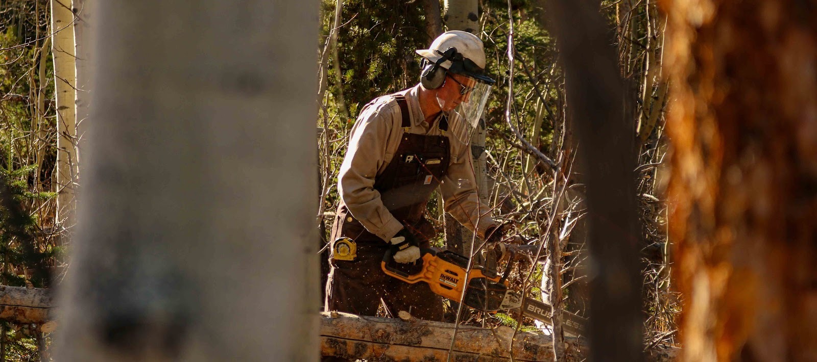 Overgrown Branches Near Power Lines Might Look Harmless, But They Can ...